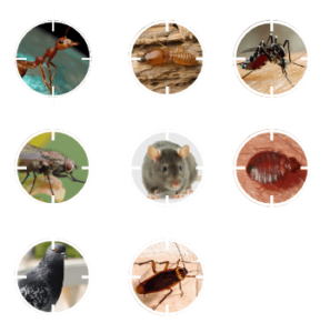 Best Pest Control Services in Dubai