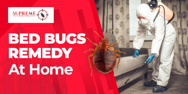 Bed Bugs Remedy at Home - An Ultimate DIY Guide for Dubai
